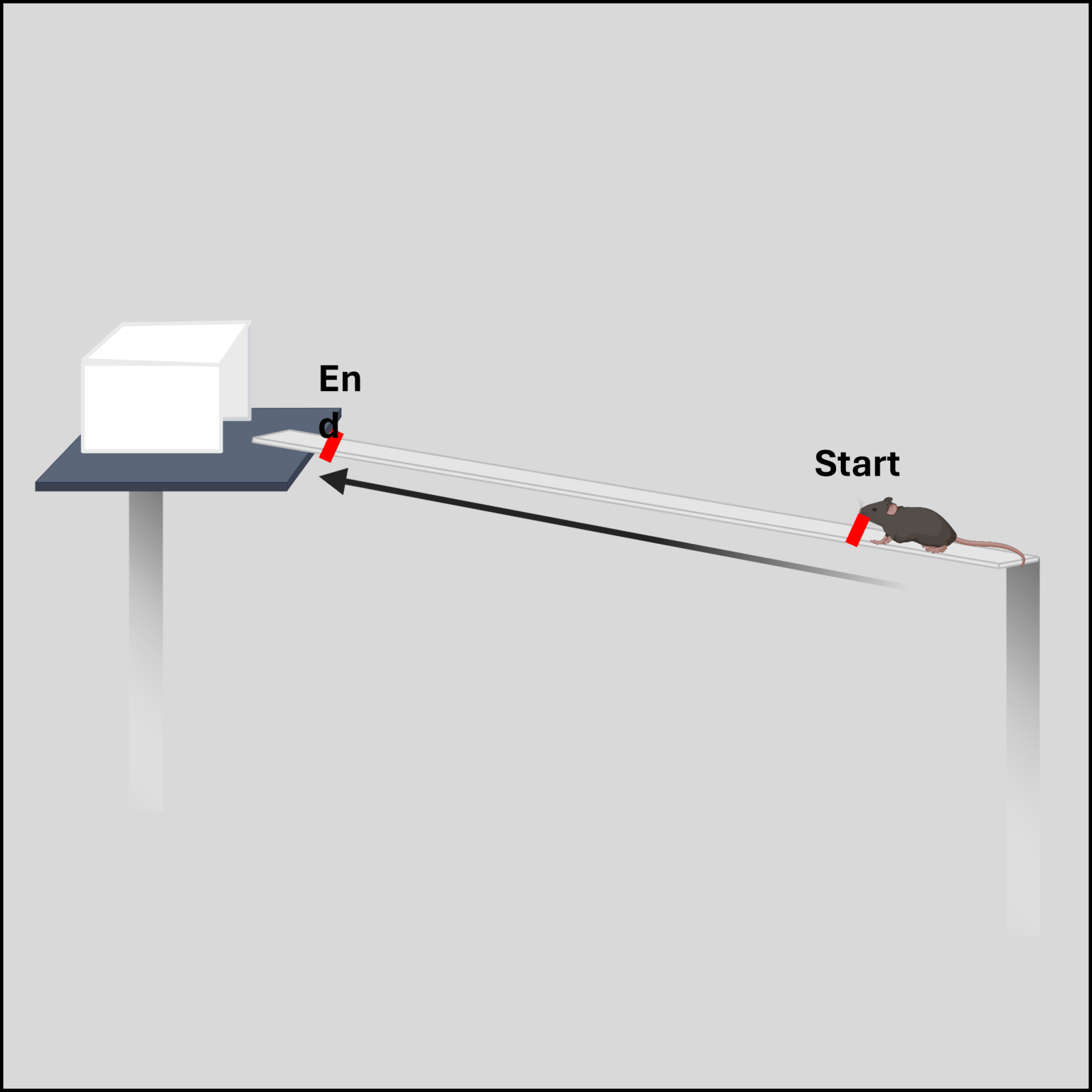 Research Tip: Balance Beam for Mice Functional Assessment - Jain Foundation